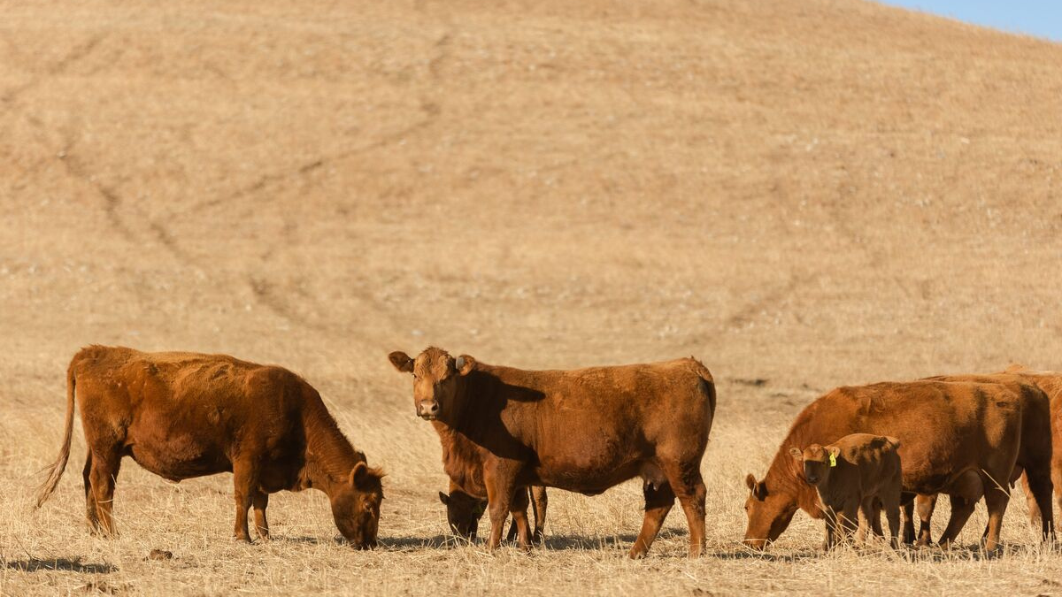 Tips to improve forage digestion in beef cattle for better growth ...