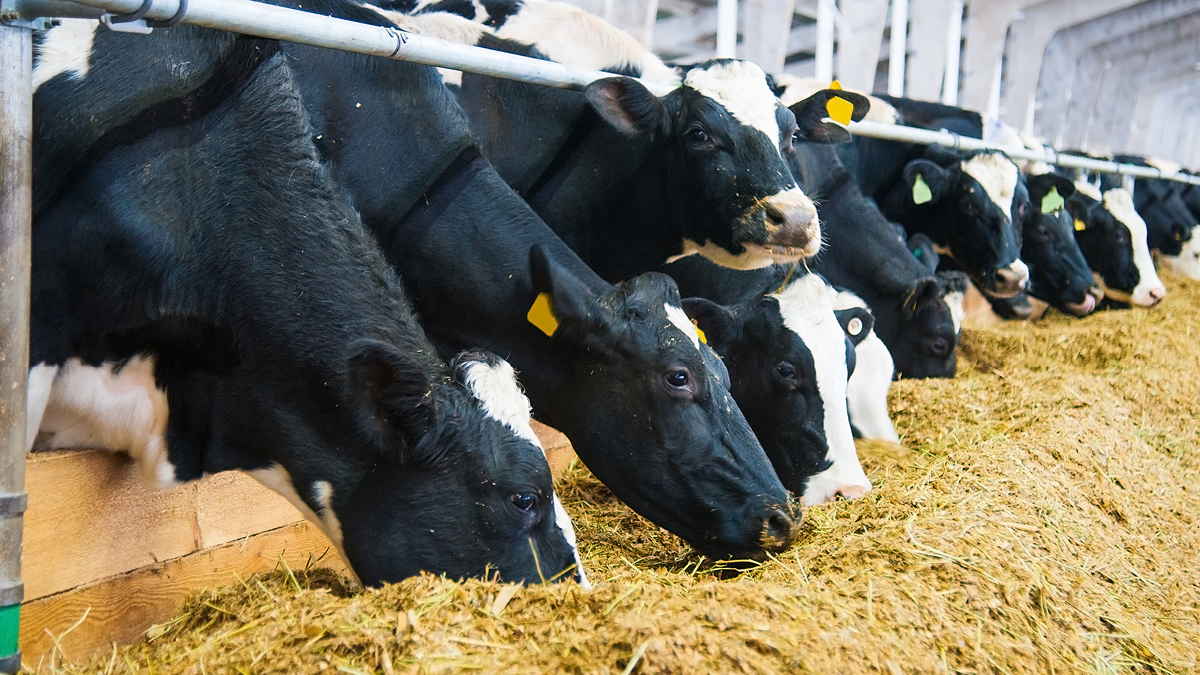 Proactive measures to mitigate mycotoxin impact on herd health | Alltech®