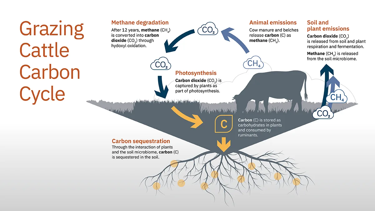Agriculture is vital to meeting the world's climate change goals | Alltech®