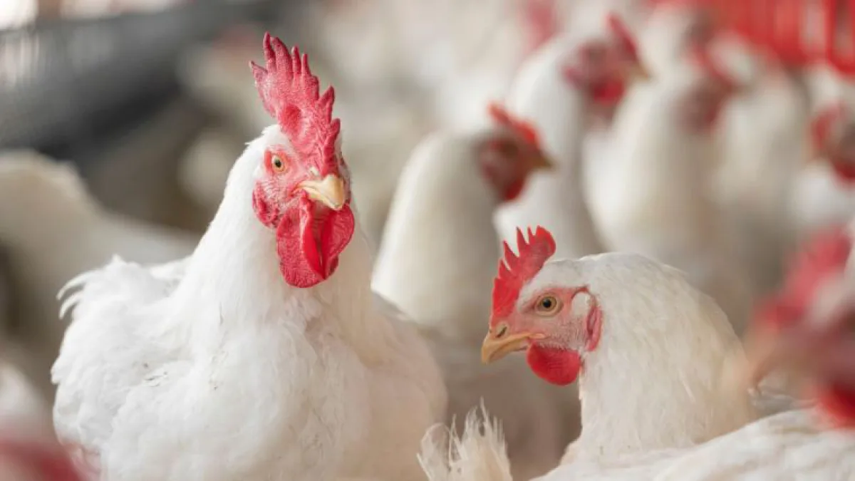 Improving broiler poultry efficiency and driving sustainable chicken ...
