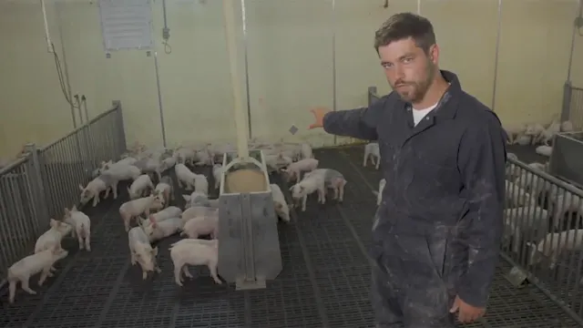 How to care for weaned pigs: Basics of nursery pig care | Alltech®