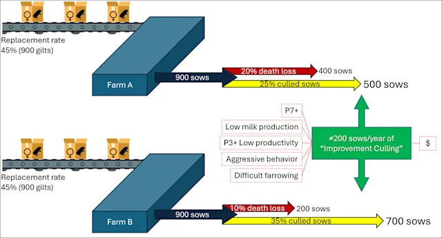 Sow mortality: The hidden consequences | Alltech®