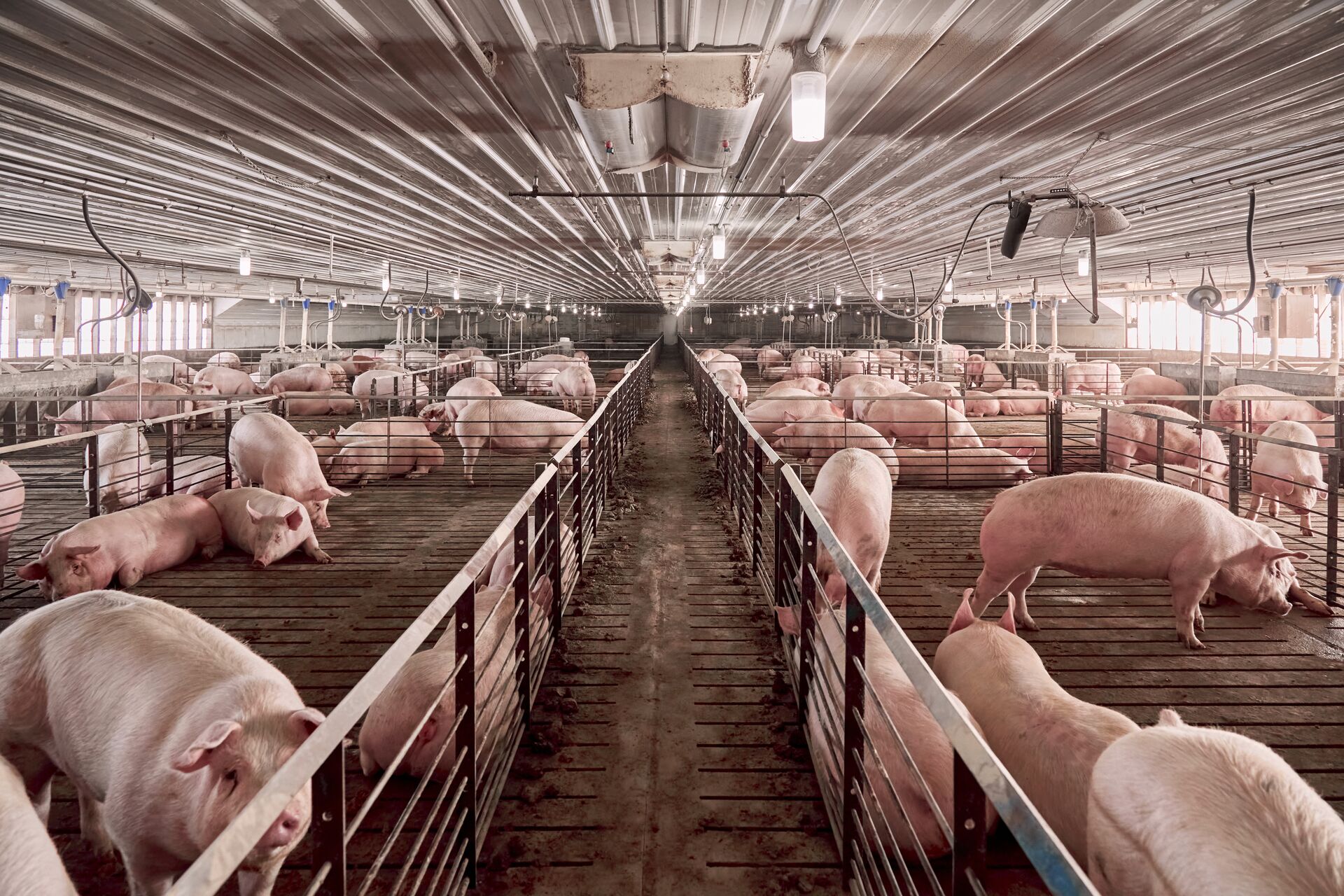 U.S. pork industry ends 2025 on firmer ground | Alltech®