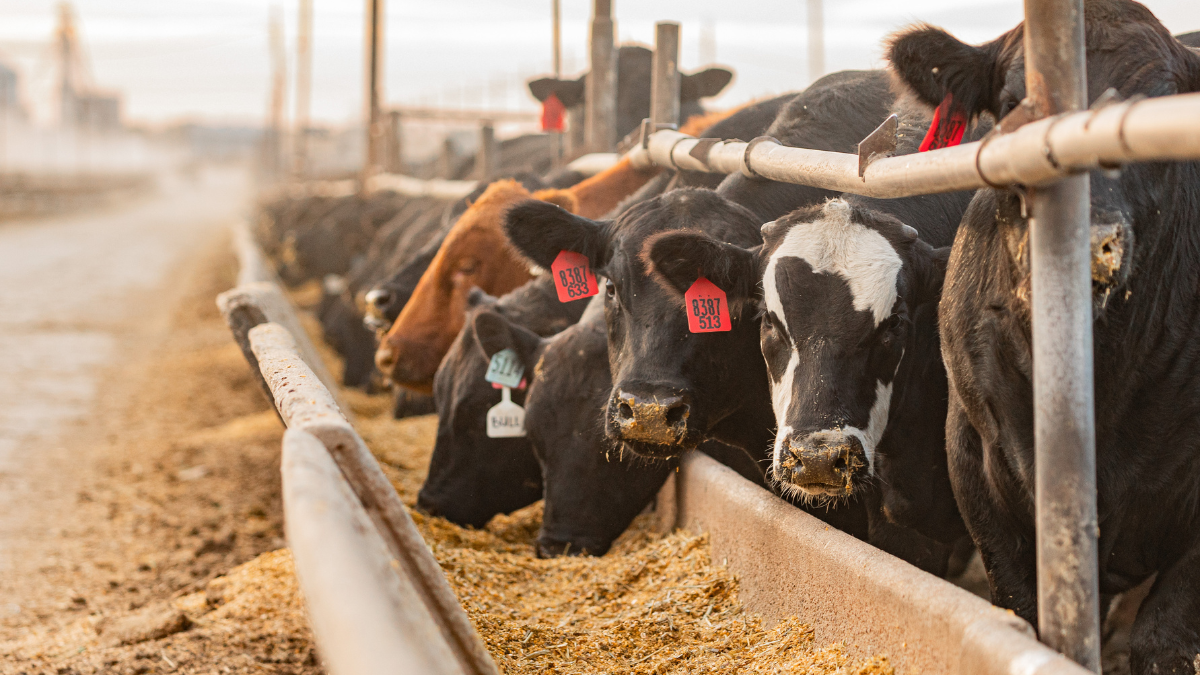 5 tips for weaning and receiving calves