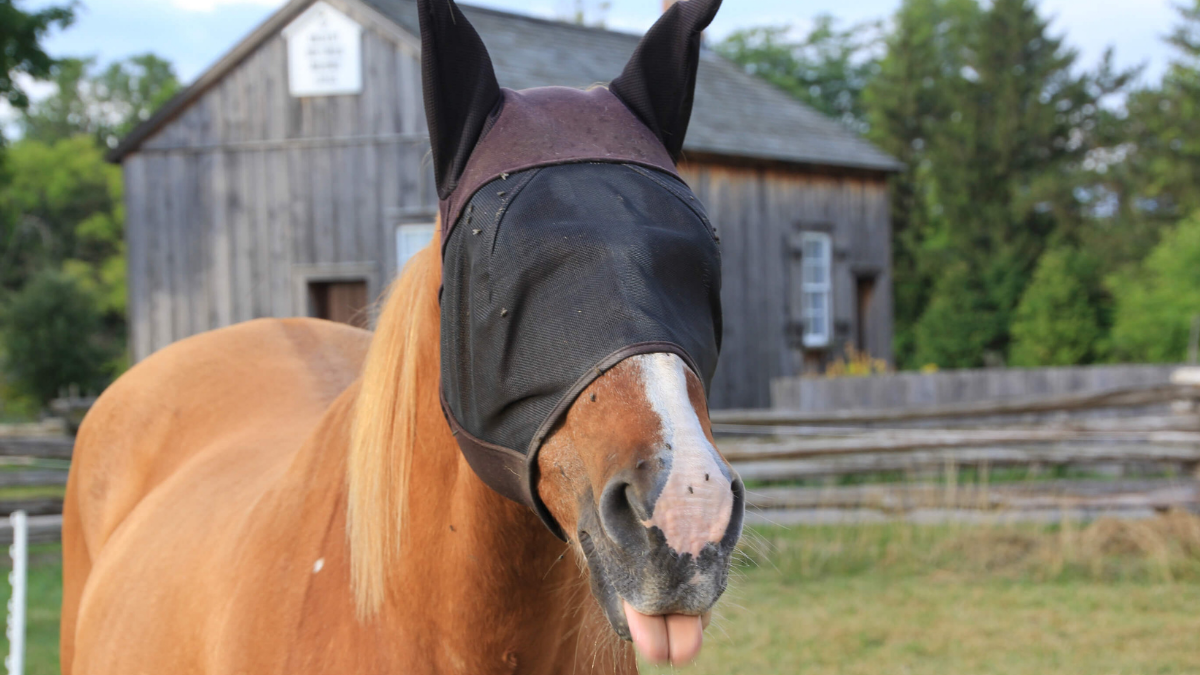 8 tips for practicing non-toxic fly control for horses