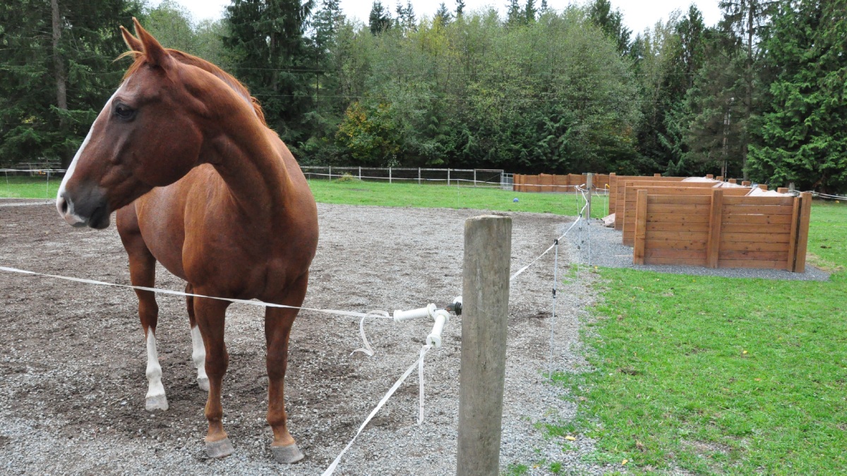 Creating a mud-free confinement area for your horse | Alltech®