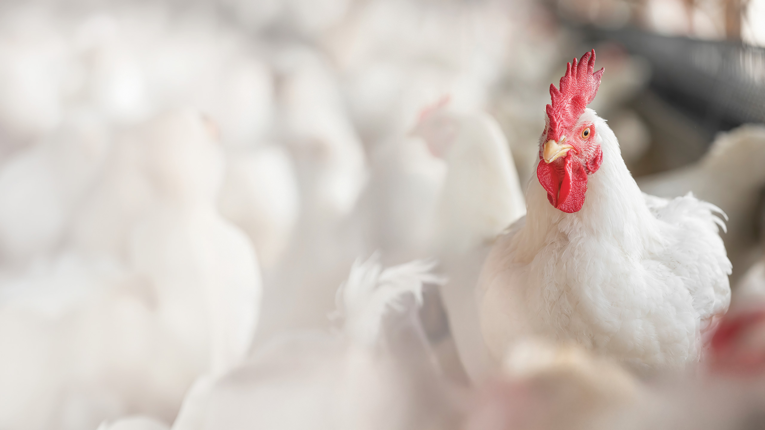 Poultry | Alltech®