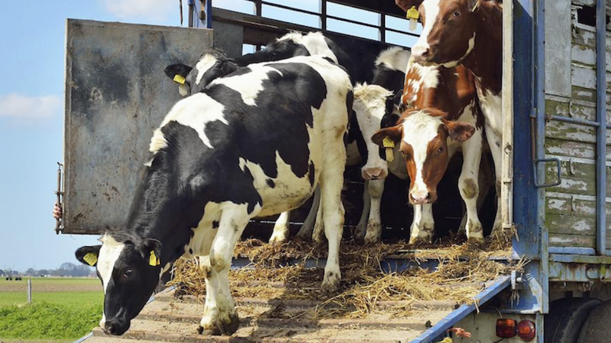 Bioseguridad en ganadería | Alltech®