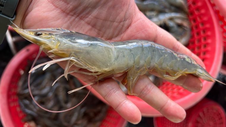 Aquaculture | Alltech®