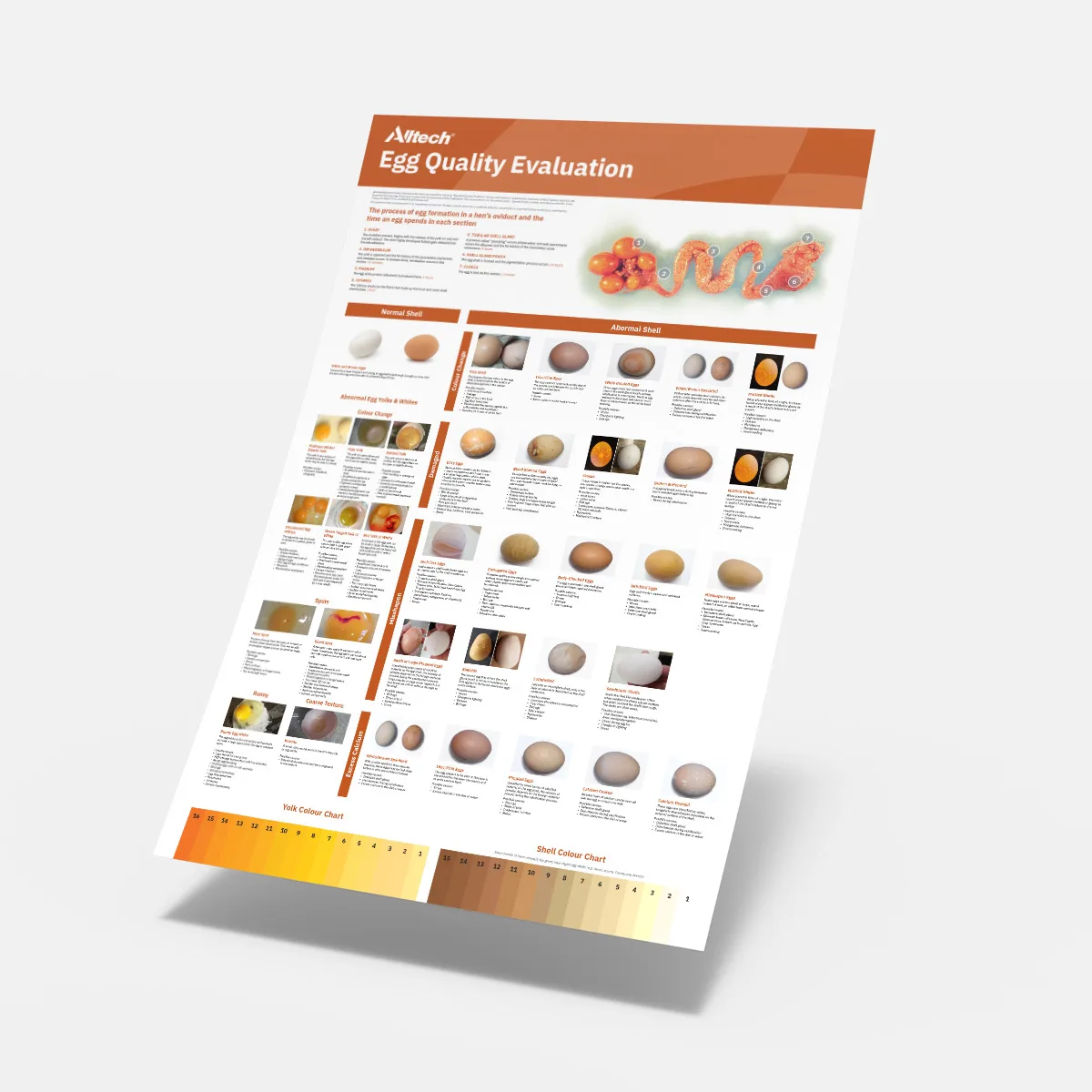 Eggshell Quality Evaluation | Alltech®