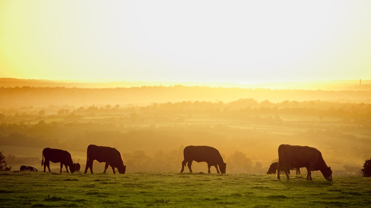 Agriculture is vital to meeting the world's climate change goals | Alltech®