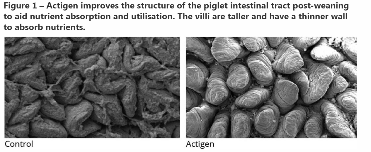 Maximizing lifetime feed efficiency in pig production | Alltech®