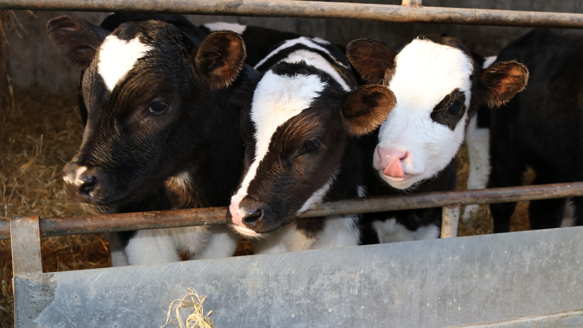 Four crucial components of calf care | Alltech®