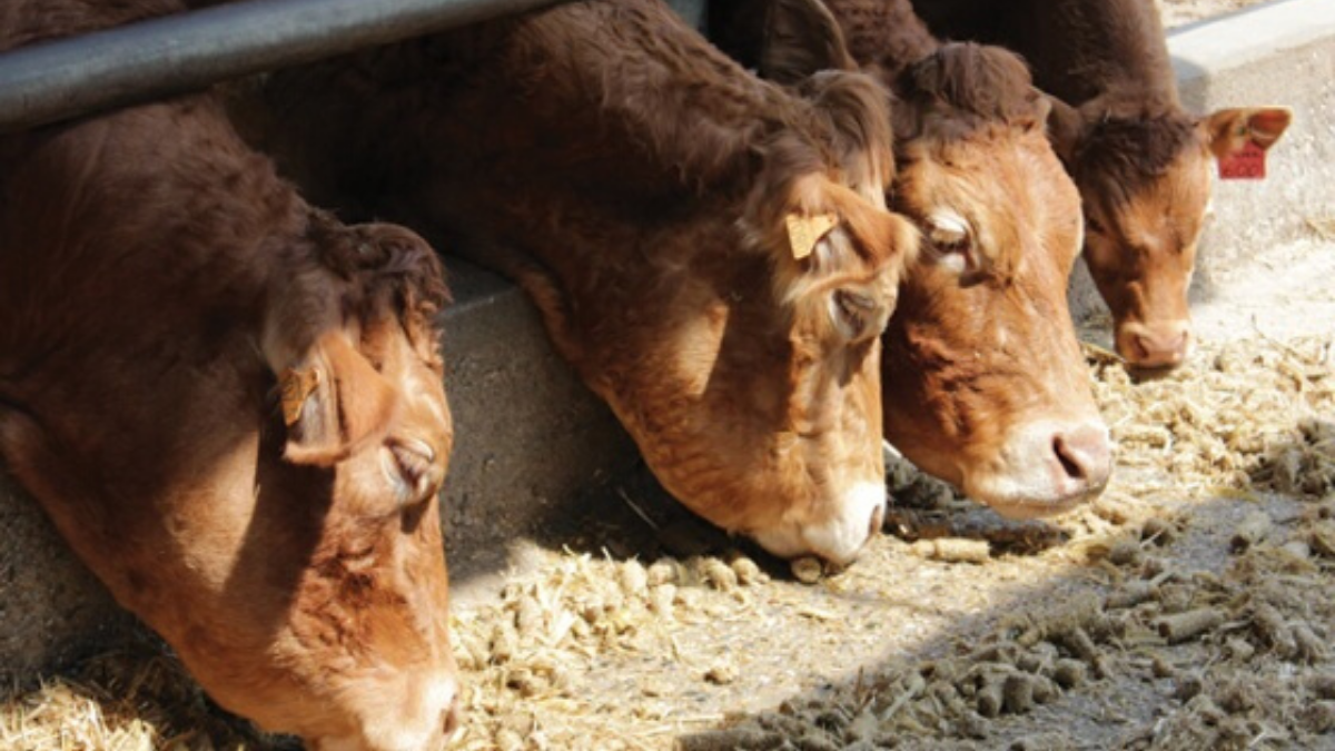 Alimentación en vacuno de cebo | Alltech®