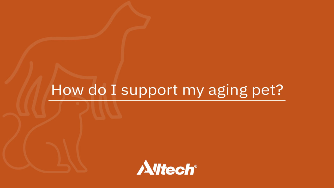 Pet | Alltech®