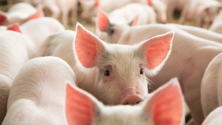 The cost of poor gut health in pig production | Alltech®