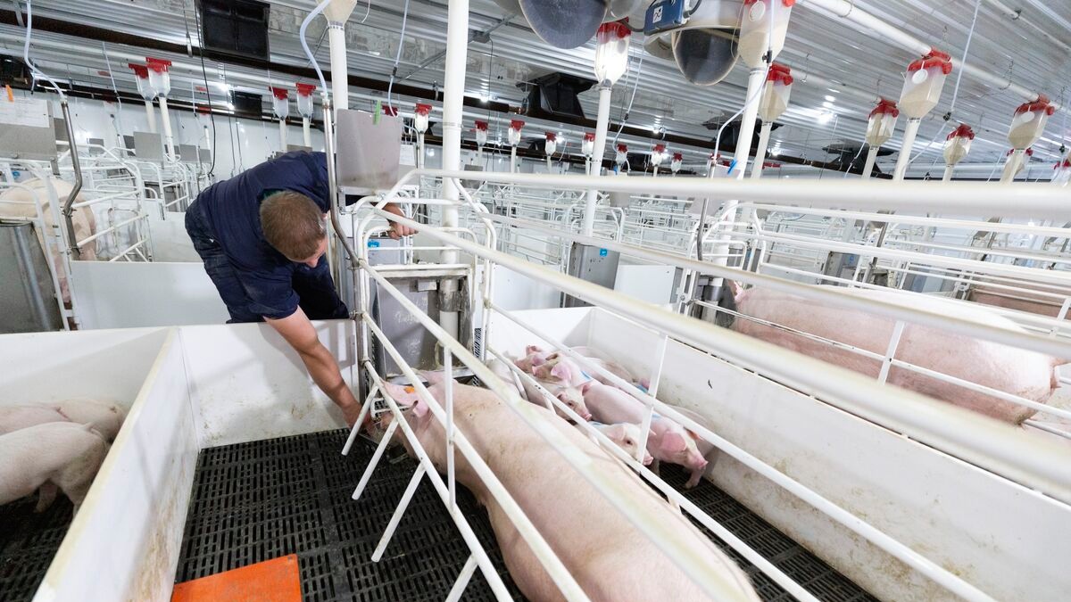 How feed manufacturing impacts pig feed efficiency | Alltech®