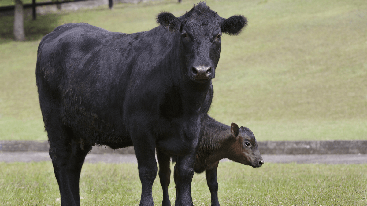 Colostrum for beef calves