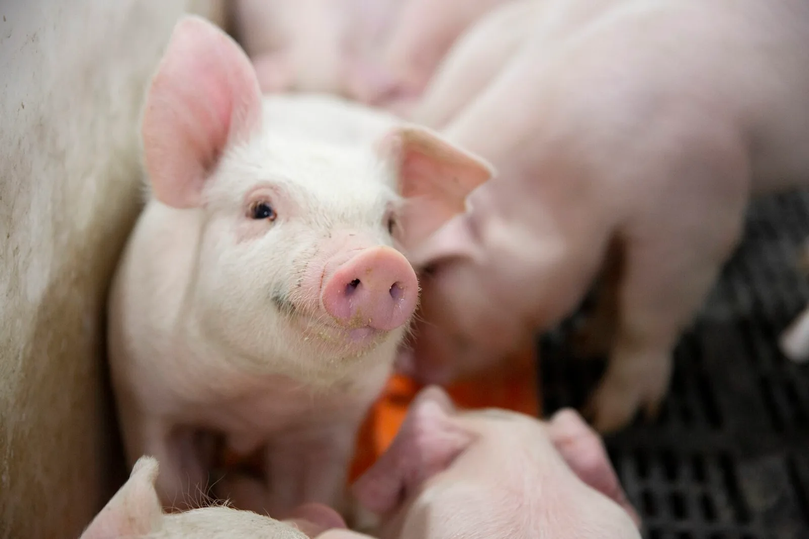 A timeline to support weaner pigs’ health and performance | Alltech®