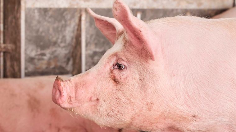 Helping pig farmers navigate tougher times | Alltech®