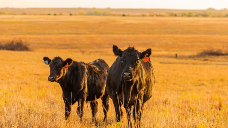 How cattle performance affects the carbon footprint of beef | Alltech®