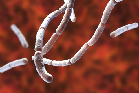 Soil nematodes and the momentum of bionematicides