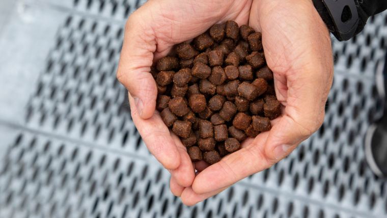 Developing more sustainable aquafeed | Alltech®