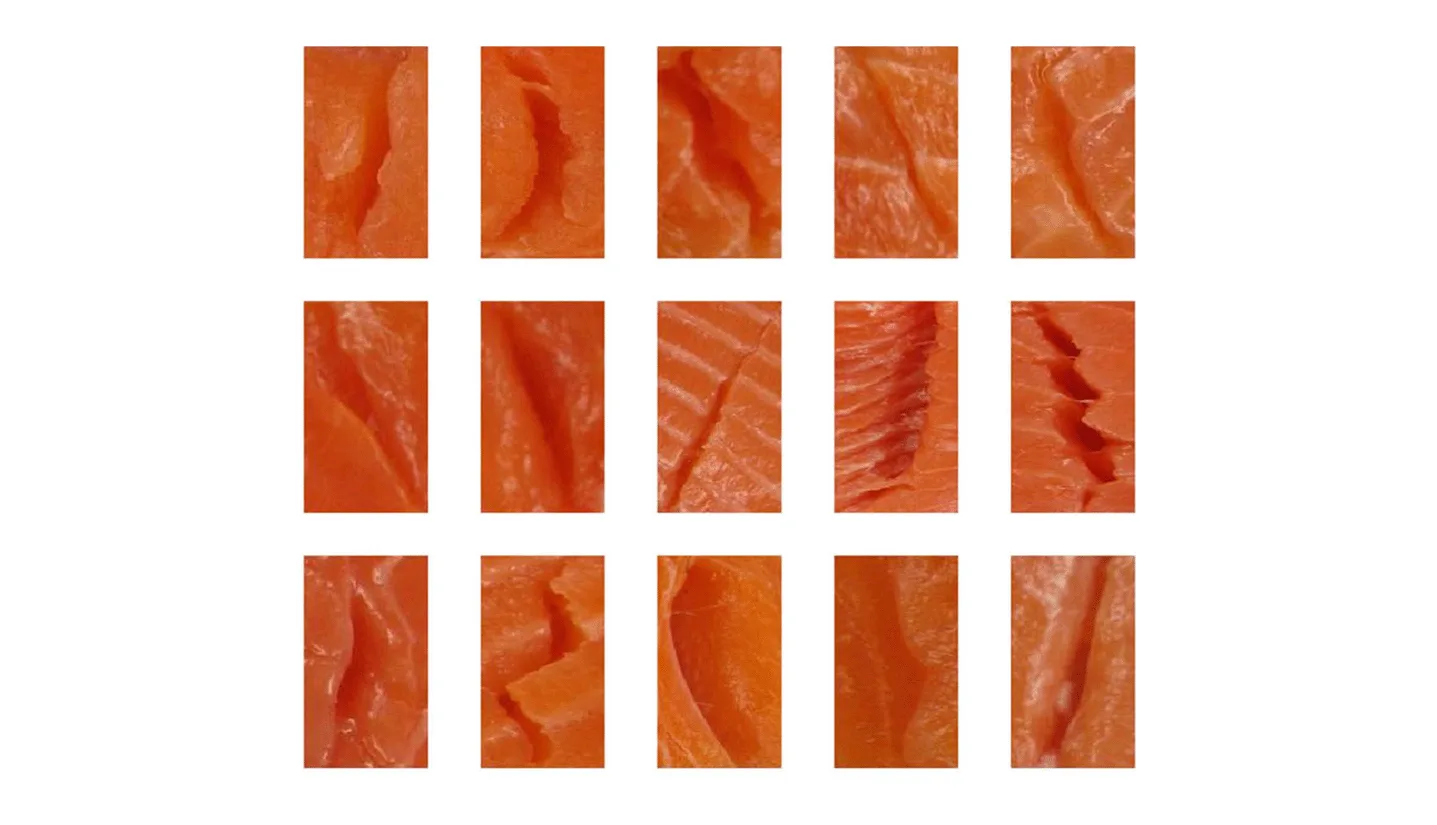 Gaping in farmed salmon: Causes and practical solutions | Alltech®