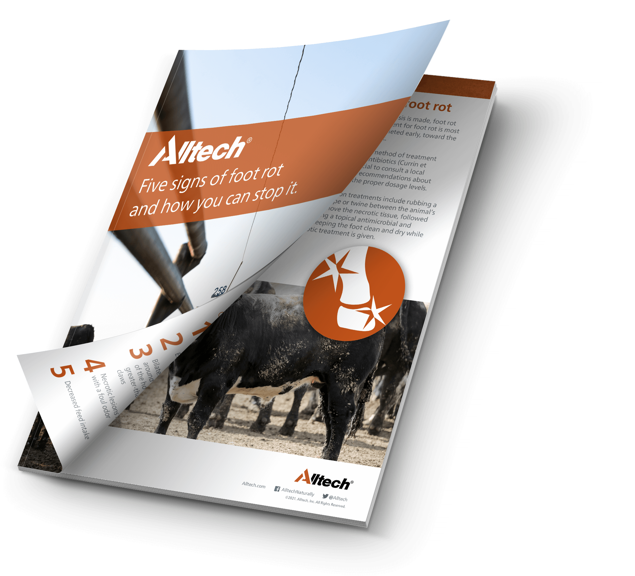 Five signs of foot rot and how you can stop it | Alltech®