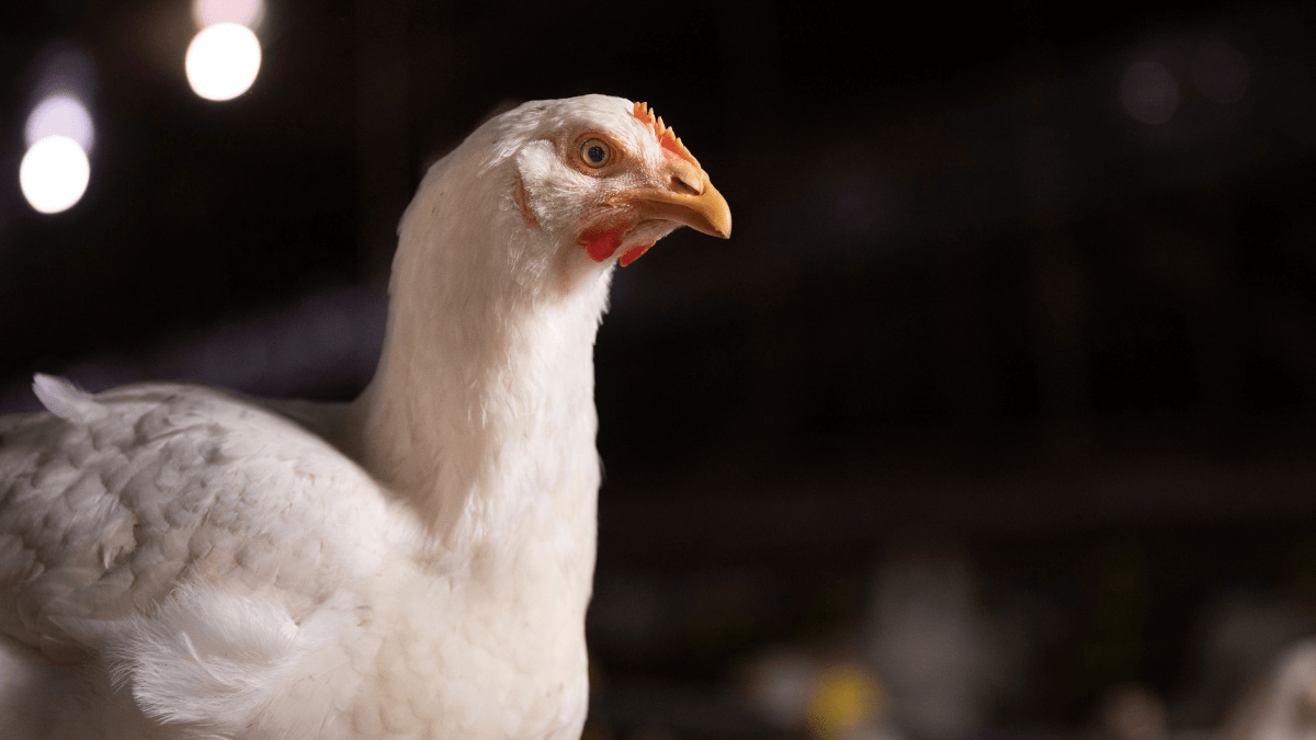 How to control ammonia levels in poultry houses | Alltech®