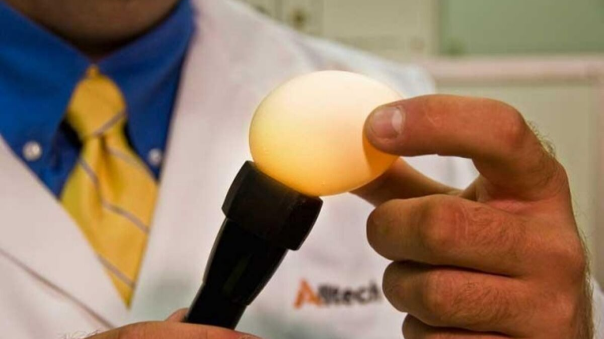 El huevo: La proteína perfecta | Alltech®
