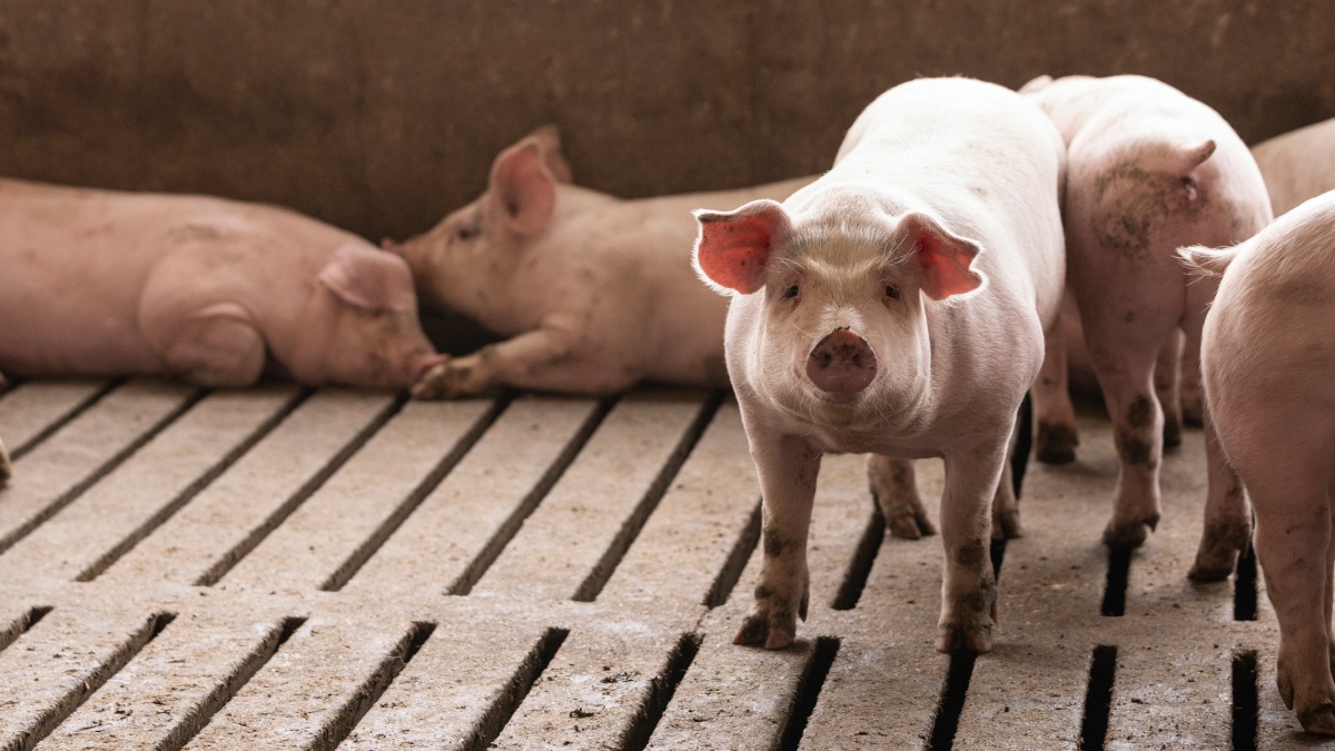 Maximizing lifetime feed efficiency in pig production | Alltech®
