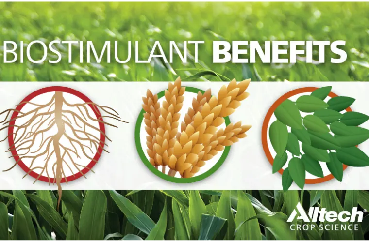 Why use biostimulants? | Alltech®