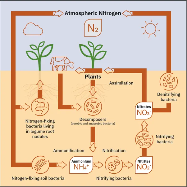 Biofertilization: Increased soil nitrogen availability | Alltech®