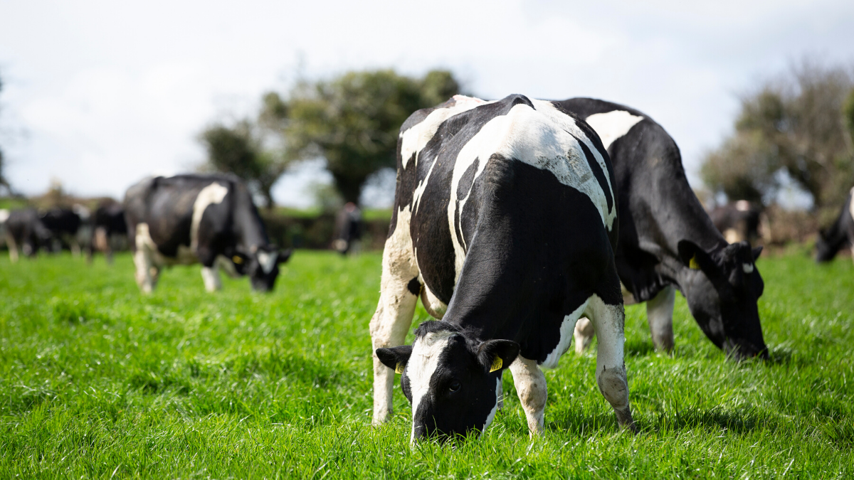 A guide to great grazing | Alltech®