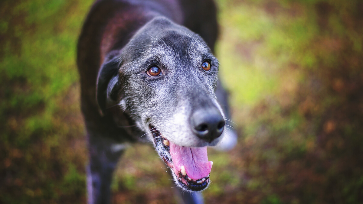 Degenerative joint disease in dogs | Alltech®