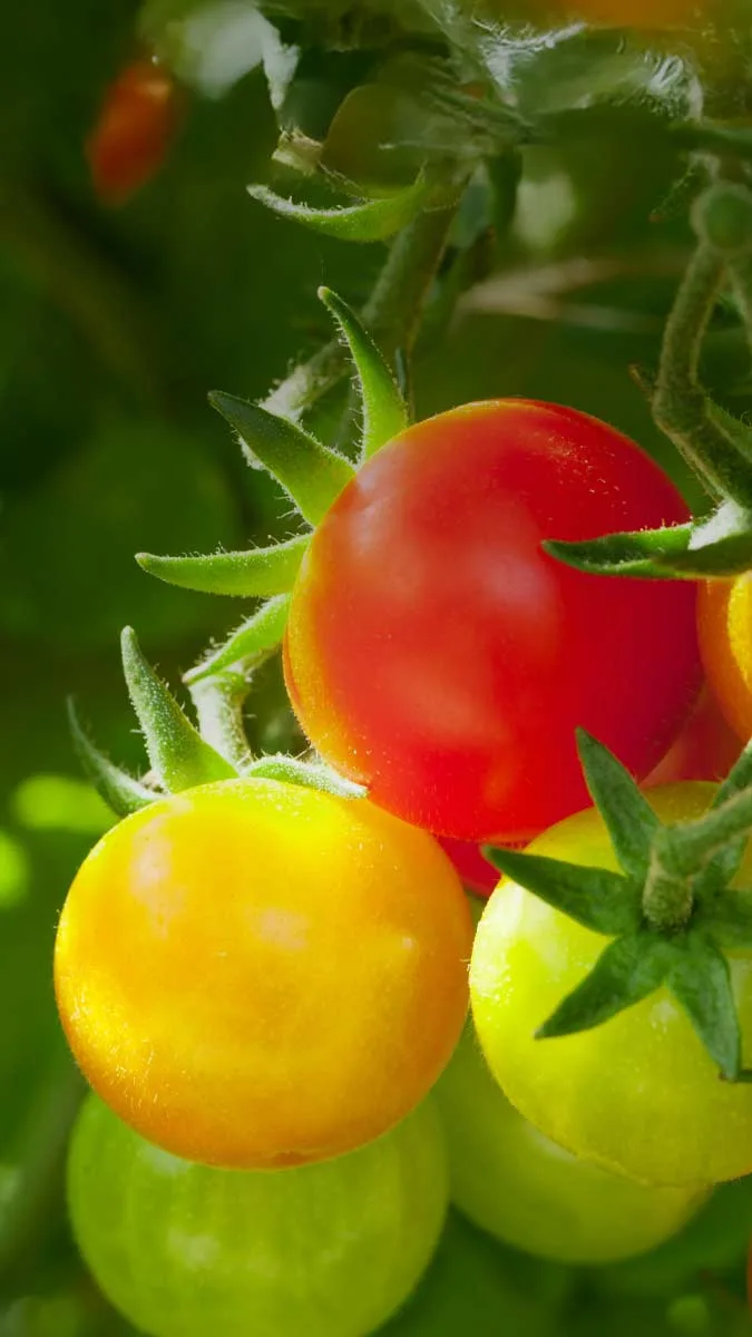 Alltech Crop Science | Alltech®