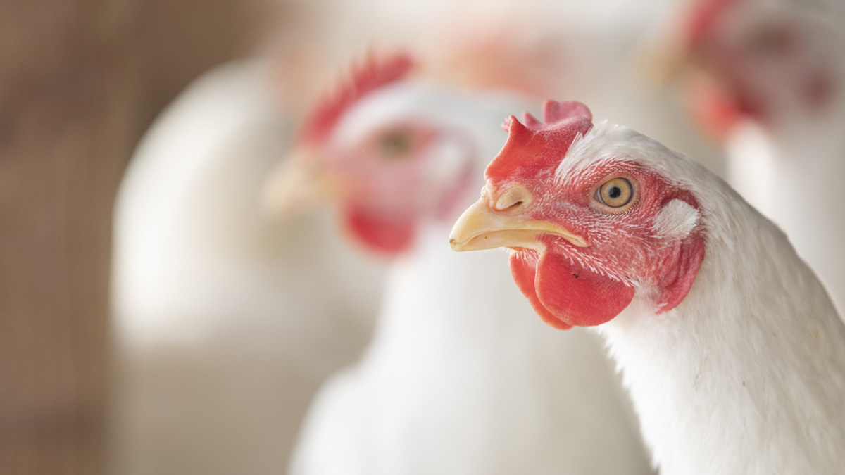 Top 10 indicators of mycotoxins in your poultry flock | Alltech®