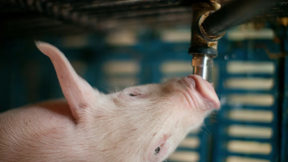 Water quality in pig production: Pay attention to these 5 indicators ...