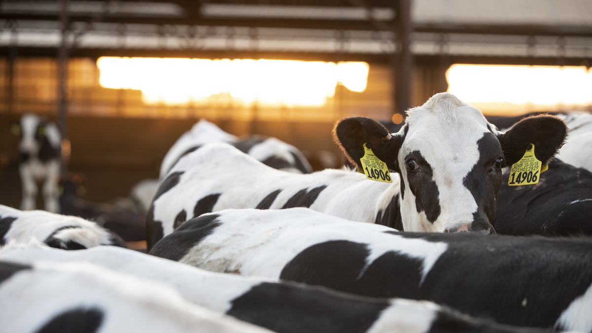 CO2-Reduktion: Wiederkäuer und der biogene Kohlenstoffkreislauf | Alltech®