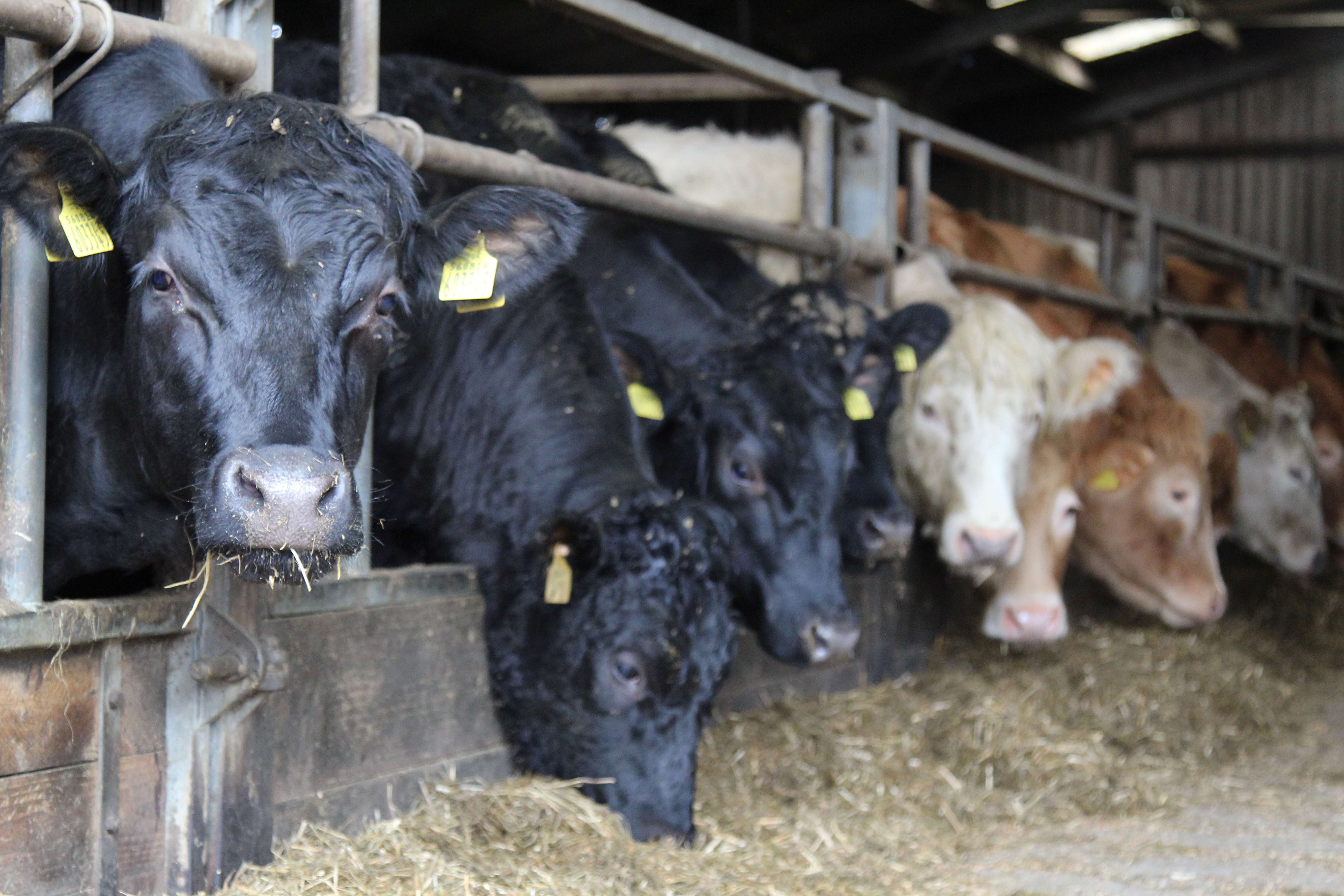 How a beef finishing unit overcame a hidden performance challenge