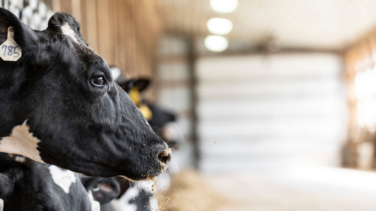 Transforming livestock nutrition for performance and sustainability ...