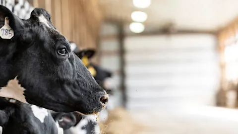 Transforming livestock nutrition for performance and sustainability ...