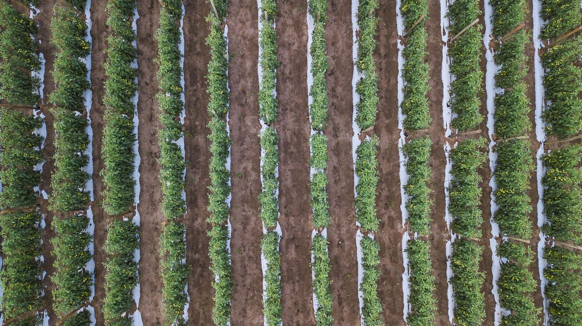 How suppressive soil yields healthier crops | Alltech®