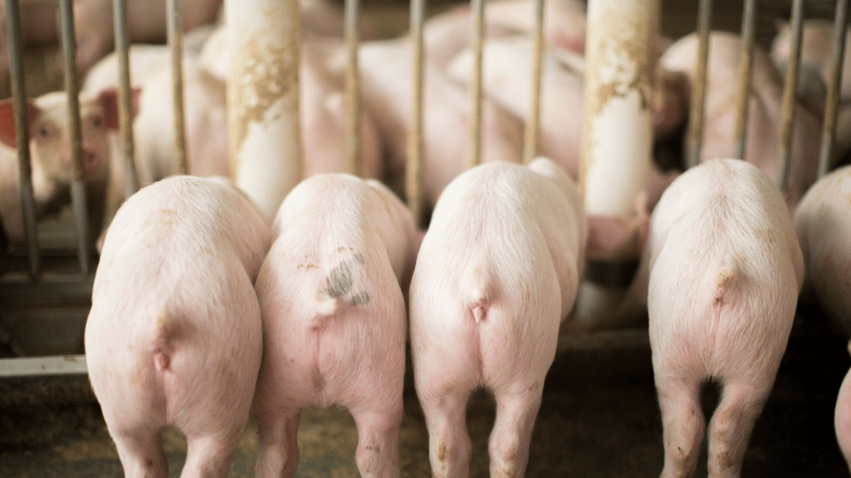 How to care for weaned pigs: Basics of nursery pig care | Alltech®