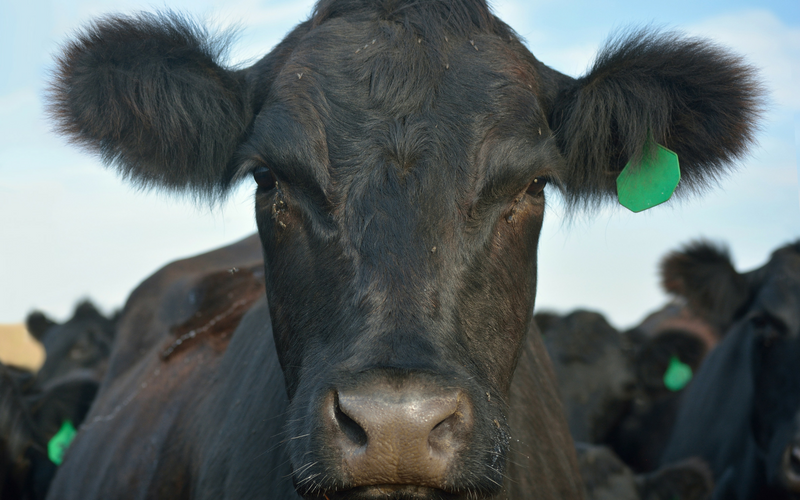 The benefits of organic trace minerals in cattle | Alltech®