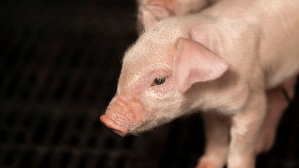 Nutritional strategies for health-challenged pigs