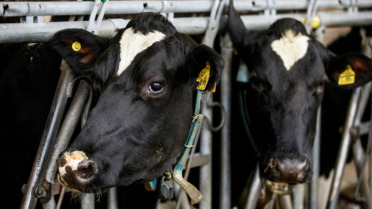 Feeding cows for peak milk production performance | Alltech®