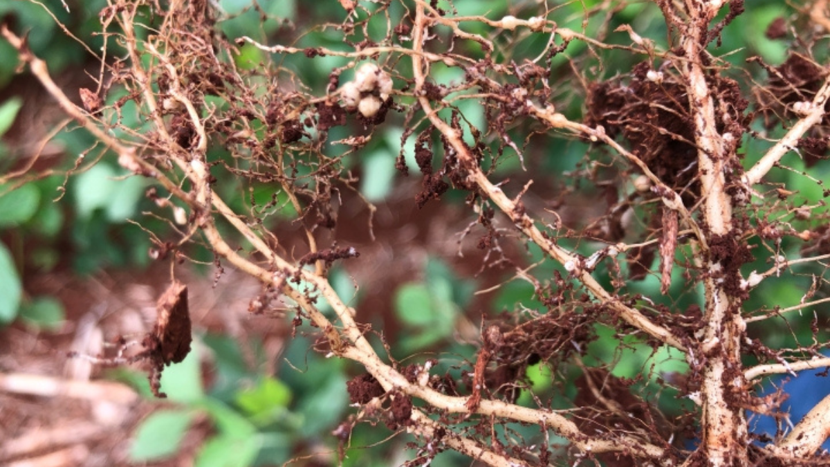Soil nematodes and the momentum of bionematicides