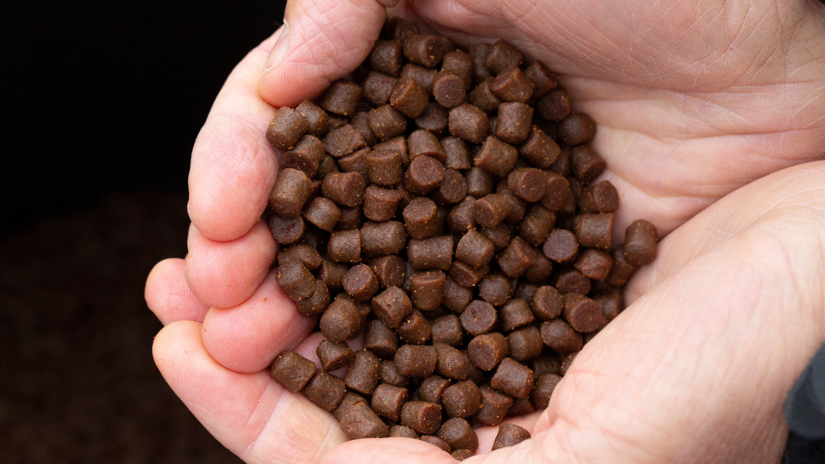 How to sustainably maximize aquafeed efficiency | Alltech®